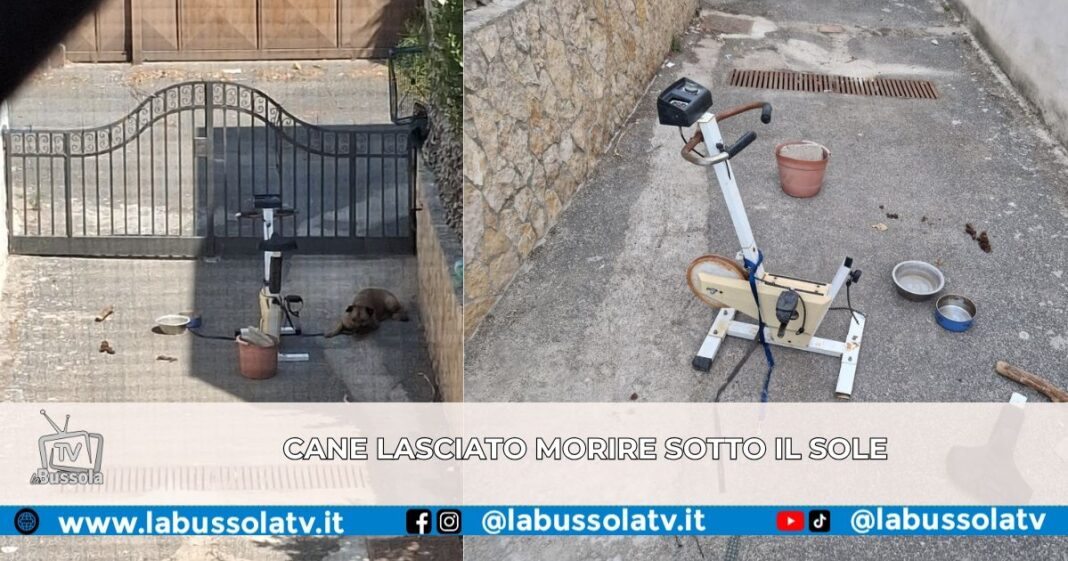 Orrore a Giugliano, va in vacanza e lascia i cani sotto il sole cocente ...